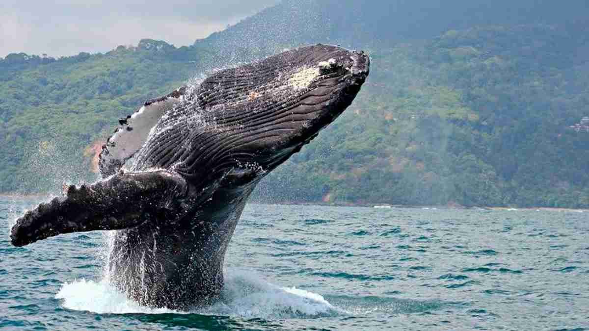 Descubre Bahía Solano: Un destino turístico imperdible en Colombia ...