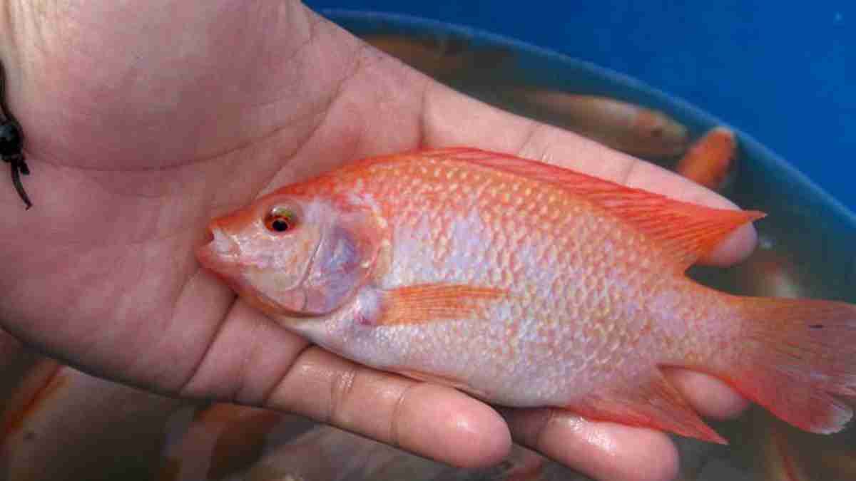 ICA declara emergencia sanitaria por bacteria en peces de cultivo